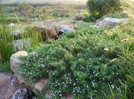 Creeping boobialla, Myoporum parvifolium | 🌱 ️ Permapeople